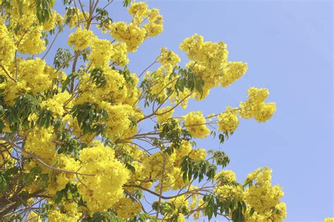 Amapas Pintan De Color El Centro Histórico De Culiacán