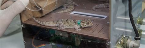 all systems “go” as control restored to beleaguered sex gecko satellite