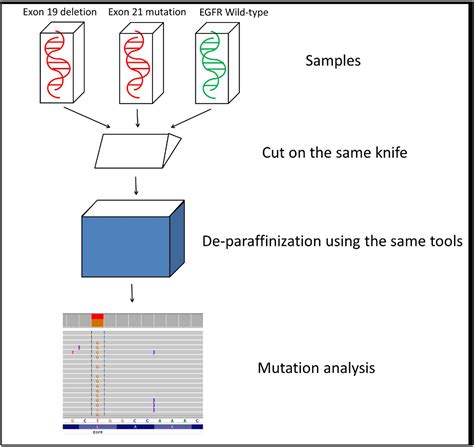 Egfr Exon 21 Mutation Semantic Scholar