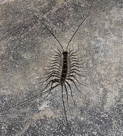 Many Legged Bug Thereuonema Tuberculata Bugguidenet