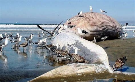 대왕고래 안에 44kg 플라스틱 산 하루 1천만 개 미세플라스틱 삼켜