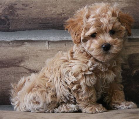 Golden Brown Maltipoo Puppies