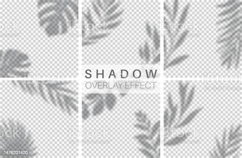 나뭇잎과 식물 가지 그림자를 오버레이합니다 모형을 위한 창의적인 오버레이 효과 벡터 Eps 10 그림자에 대한 스톡 벡터 아트 및 기타 이미지 Istock