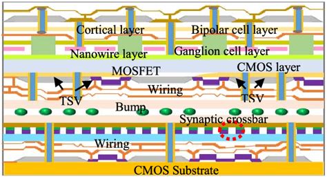 Cross Section Of 3 D Neuromorphic Structure Face To Face Download