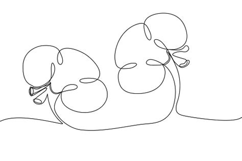 신장 손으로 그린 아이콘 연속 선 그리기 인간의 기관 창조적 인 추상 예술 배경 트렌디 한 개념 하나의 라인 디자인 윤곽선