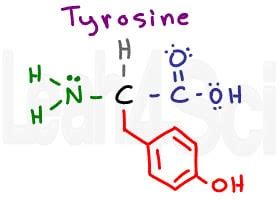 Understanding Amino Acid Side Chain Characteristics For The Mcat