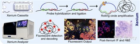 原位检测技术 知乎