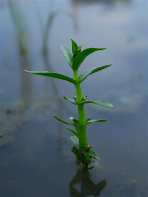 オオアブノメ ゴマノハグサ科 私の植物観察日記