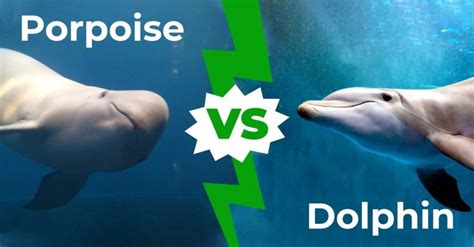 Porpoise Teeth Vs Dolphin Teeth