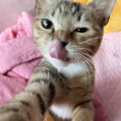 우리집 고양이 근황 포텐 터짐 최신순 에펨코리아