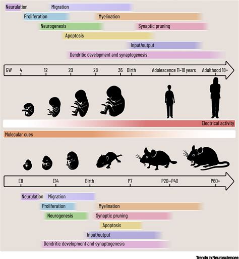 Prefrontal Cortex Development In Health And Disease Lessons From