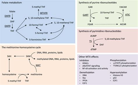 Folate Metabolism Methotrexate