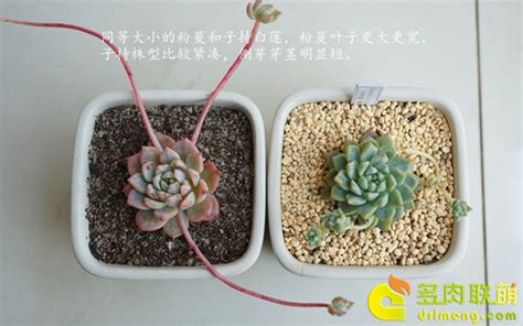 子持白莲帕米尔玫瑰 多肉联萌