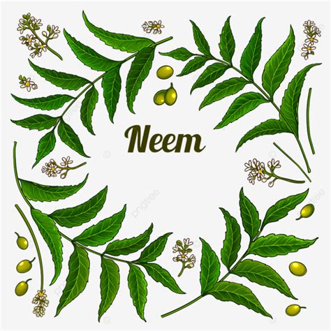 Neem Vector Hd Images Neem Elements Vector Set On White Background Floral Botany Png Image
