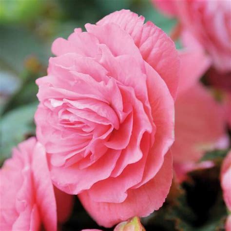 BEGONIA p Double Pink 3/1 | Poljokomerc.rs