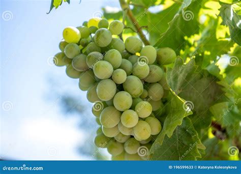 Uva De Vino Verde Claro En Un Arbusto Cosecha De Verano Imagen De Archivo Imagen De Primer