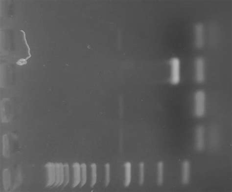 Figure S1 Spore Staining And PCR DNA Confirmation A Light Download Scientific Diagram