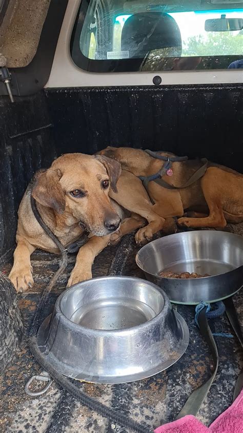 Meet Piper And Pippie A Tale Of Survival And Hope Wet Nose Animal