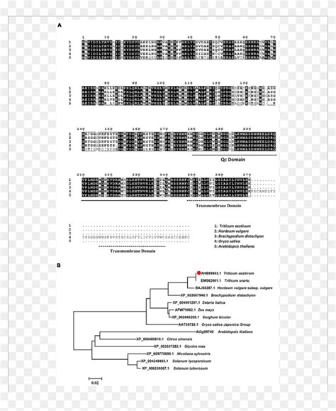 Multiple Sequence Alignment And Phylogenetic Analysis Monochrome Hd Png Download 850x999
