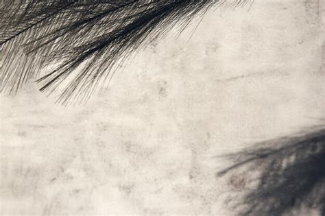 Сияющие тропические тени пальмовых листьев на стене белого серого керамического бетона