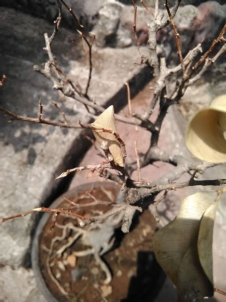 Review Smartfren Andromax V S