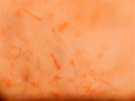 Bio Geo Nerd Plastids