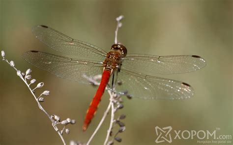 Дэлхий дээрх хамгийн хурдан 6 амьтан