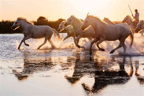 9 Top Things To Do In The Camargue France