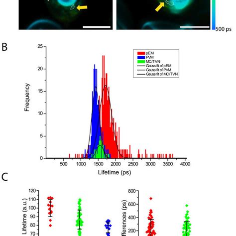 Fluorescence Lifetime Microscopy Flim Component Analysis And Download Scientific Diagram