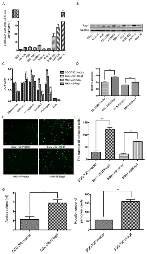 Reg4 Promotes Adhesion And Peritoneal Metastasis Of Gastric Cancer
