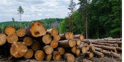 Белорусские леса приносят суперприбыль