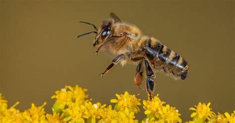 The Working Minds Of Honeybees In And Out Of The Hive