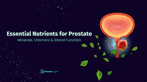 Essential Nutrients For Prostate Minerals Vitamins And Gland Function