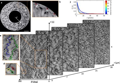 Active Nematic Dynamics Close To A Wall A Fluorescence Micrograph Of