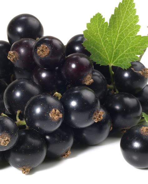 Vertus Et Bienfaits Du Cassis Femininbio