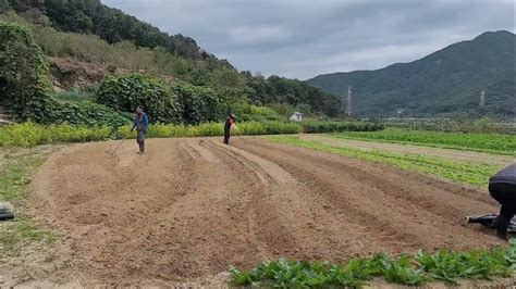 마늘 양파 심을 밭조성 Youtube