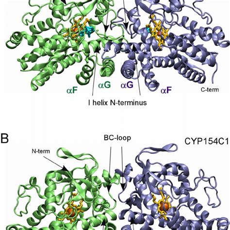 Glutaraldehyde Cross Linking Download Scientific Diagram