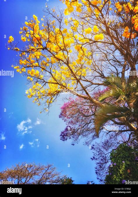 Cápsula Sensación Heno Jacaranda Hojas Amarillas Surtido Absurdo Fácil