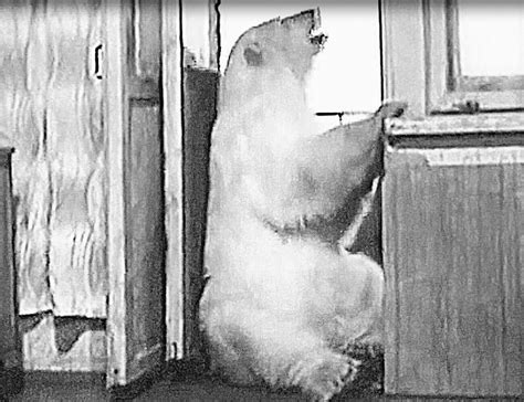 Како мечката Ајка живееше во станот на руски режисер и дури и одигра