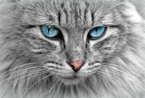 무료 이미지 검정색과 흰색 착한 애 모피 단색화 닫기 닫다 코 구레나룻 주둥이 스케치 그림 아디다스
