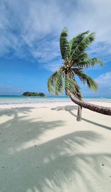 세이셸의 야자수가 있는 열대 해변 · 무료 스톡 사진