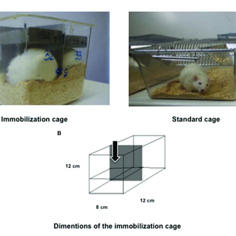 Immobilization Model A Representative Pictures Of Immobilized Rats Download Scientific