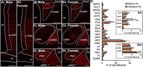Sexually Differentiated Synaptic Input To Kndy Neurons From Download Scientific Diagram