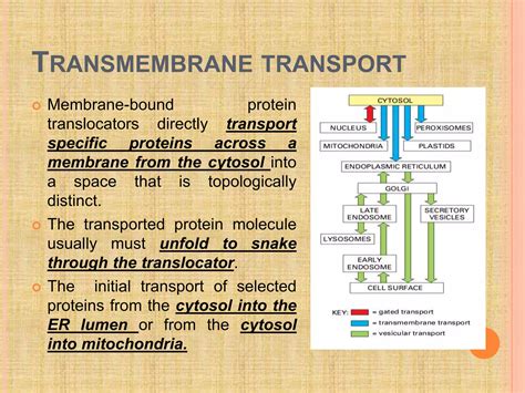 Protein Sorting And Targeting Pptx