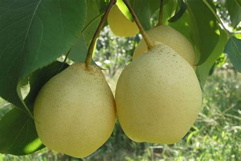 家庭鸭梨酿酒技术 鸭梨酒功效与作用