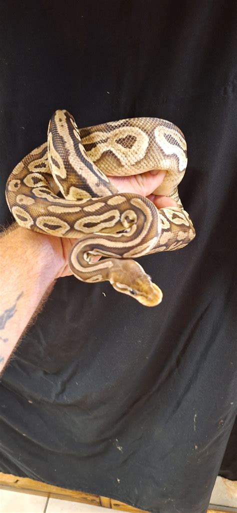Babe ADULT FEMALE PEWTER BALL PYTHON Reptile Mart