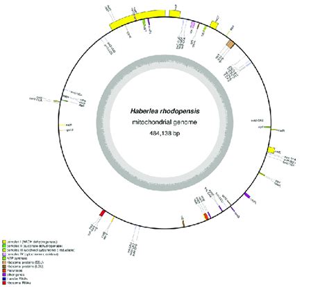 The Complete Circular Mitochondrial Genome Of H Rhodopensis Genomic Download Scientific