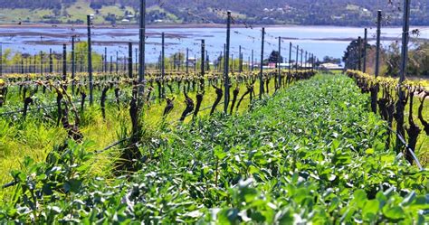 New Update Multiple Cropping Sequential Cropping Intercropping And Favourable Impact Of