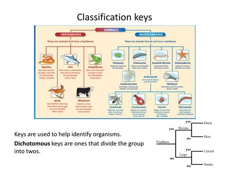 ppt classification powerpoint presentation free download id 4934128