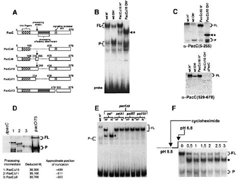 A Schematic Representation Of Pacc Deletion Mutations Used In This Download Scientific